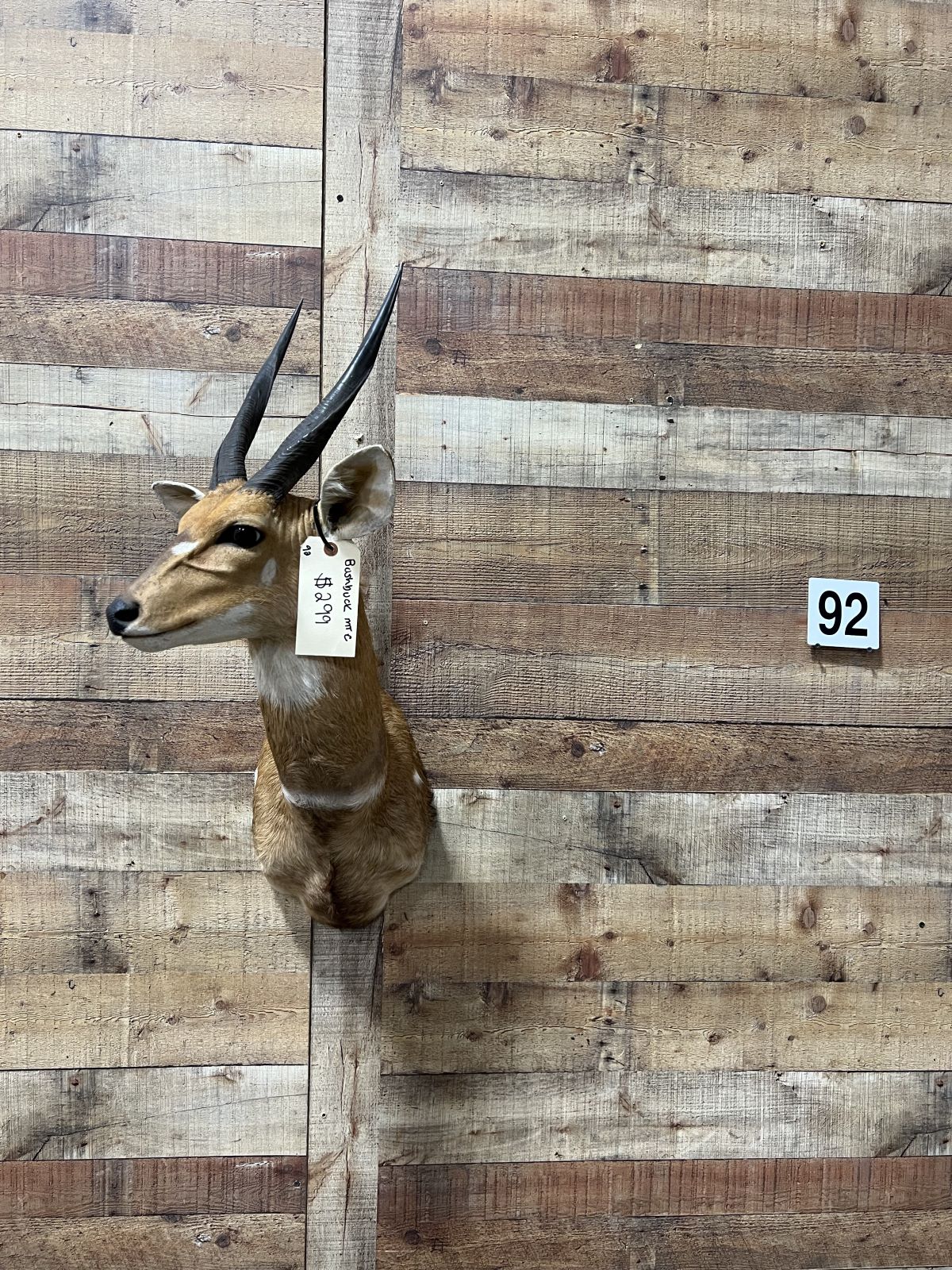 African Mounts - BSTrading