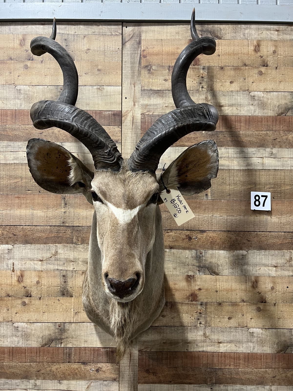 African Mounts - BSTrading