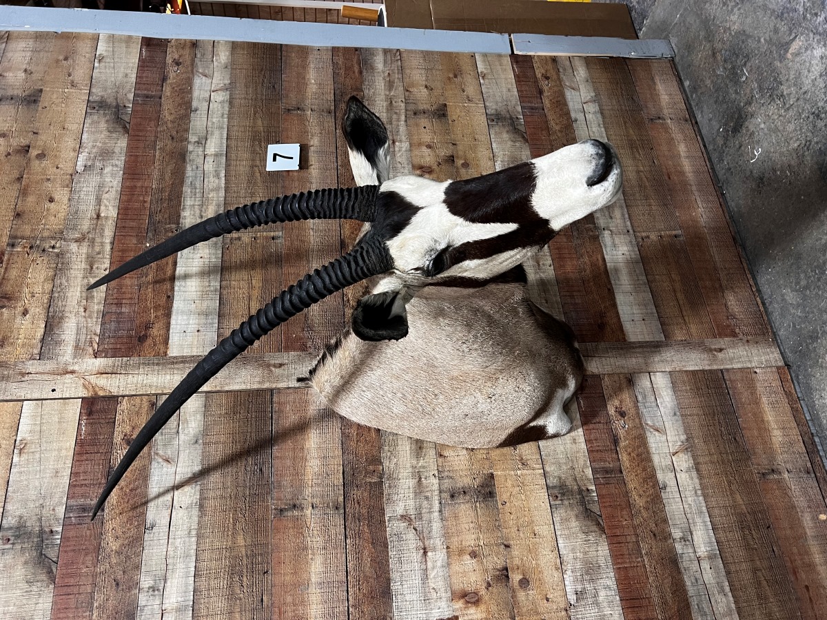 African Mounts - BSTrading