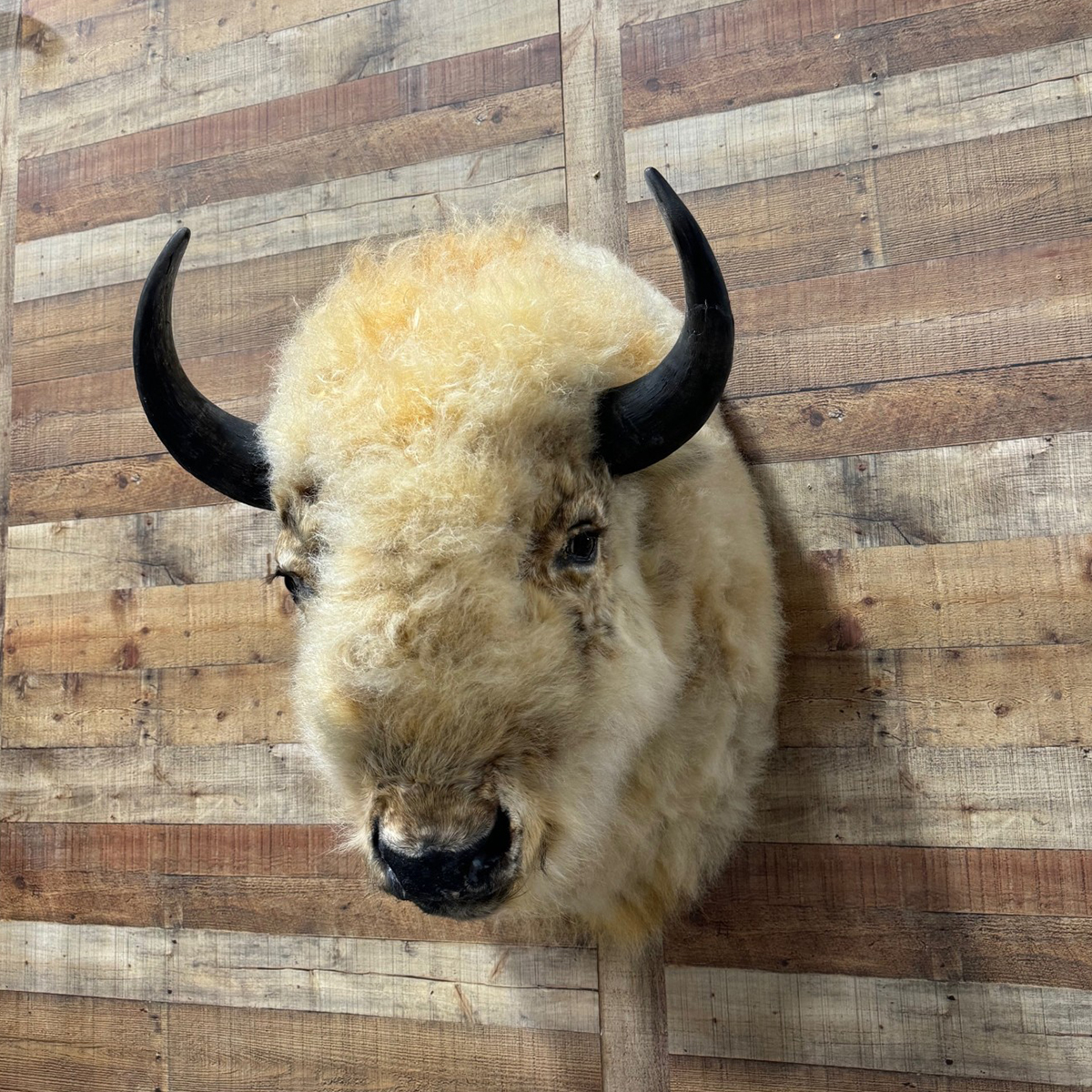 Buffalo Small Shoulder Mount (Bleached) - BSTrading