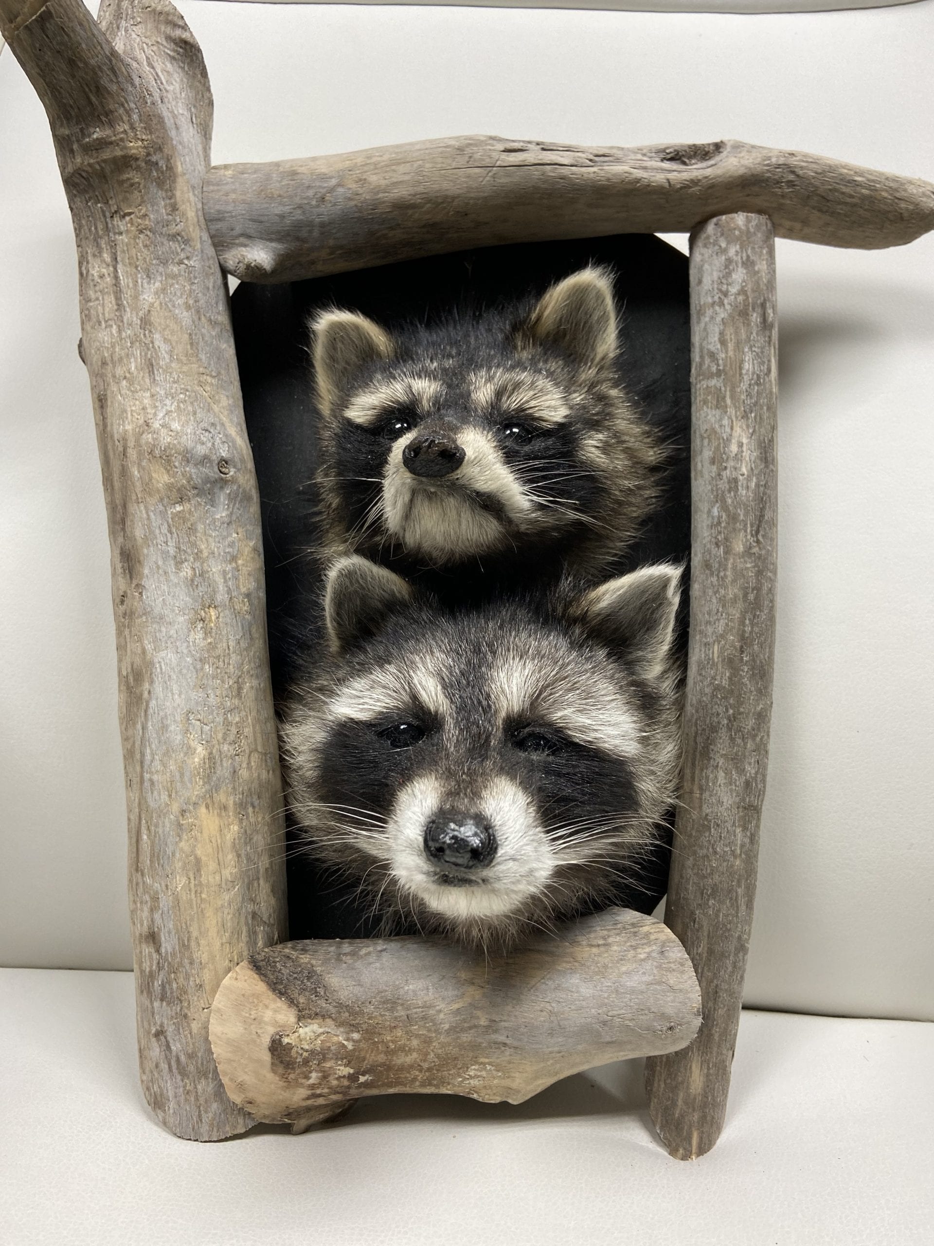 Taxidermy - BSTrading