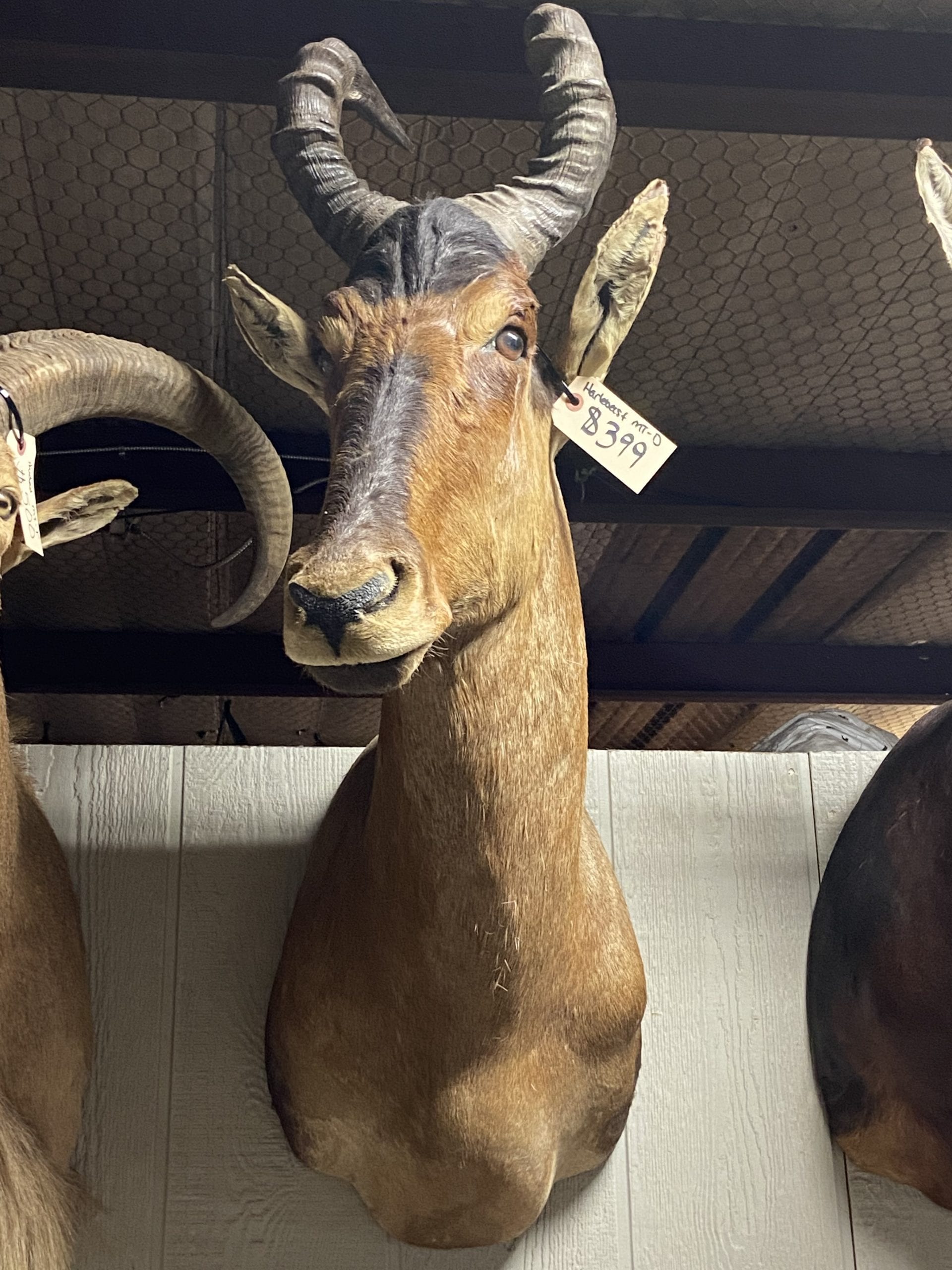 African Mounts - BSTrading